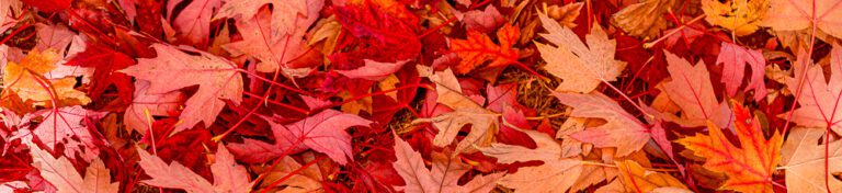 Pain from Pilonidal Cysts - Evergreen Surgical Pilonidal Clinic